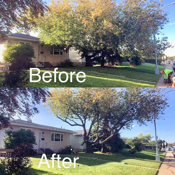 Capital City Tree Service - Home