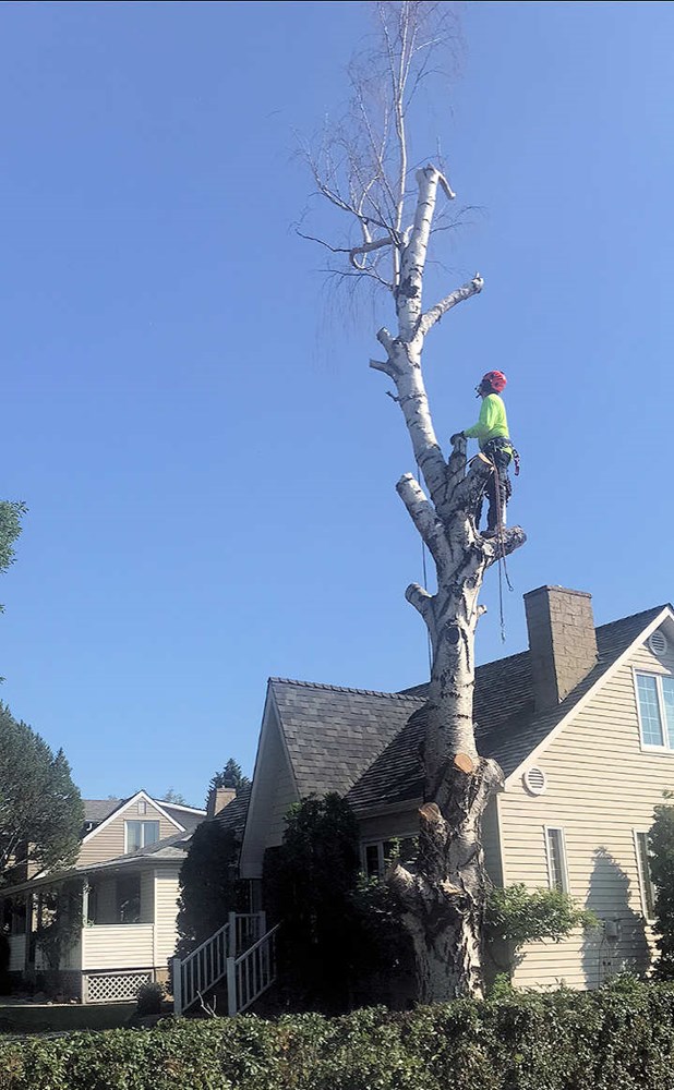 Capital City Tree Service - Home