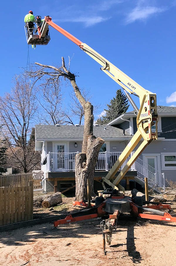 Capital City Tree Service - Home