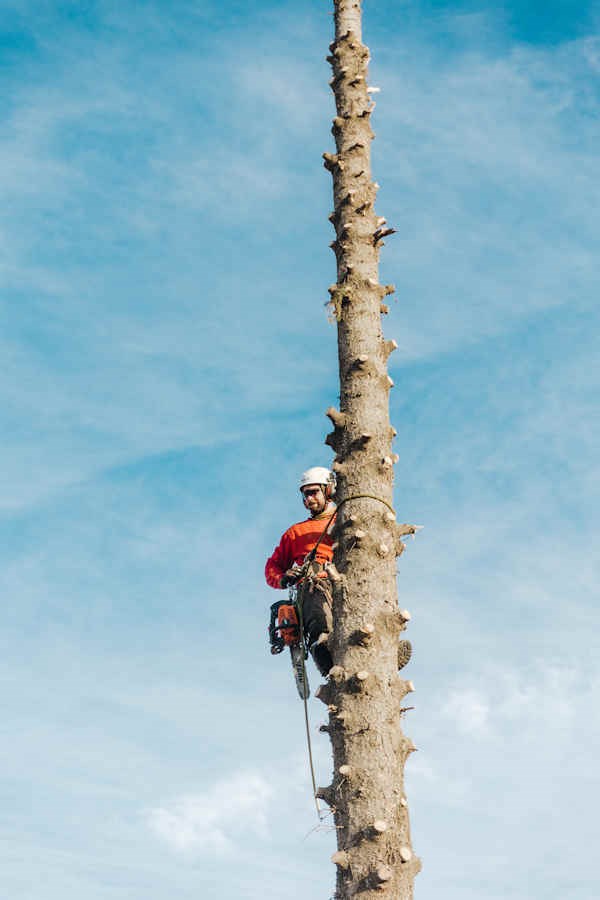 Contact Capital City Tree Service