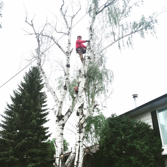 Contact Capital City Tree Service