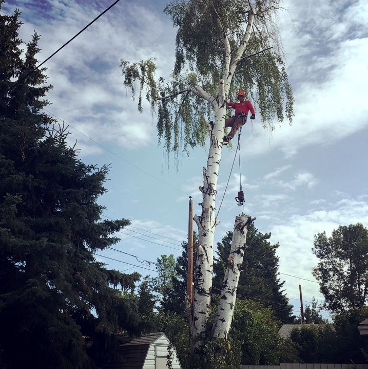 Contact Capital City Tree Service