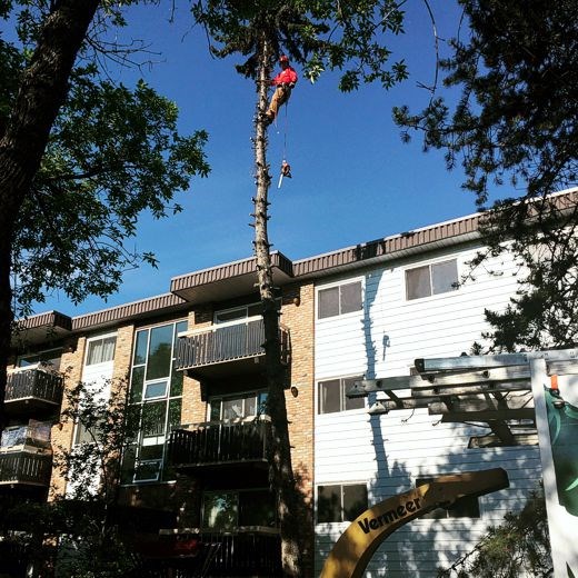 Contact Capital City Tree Service