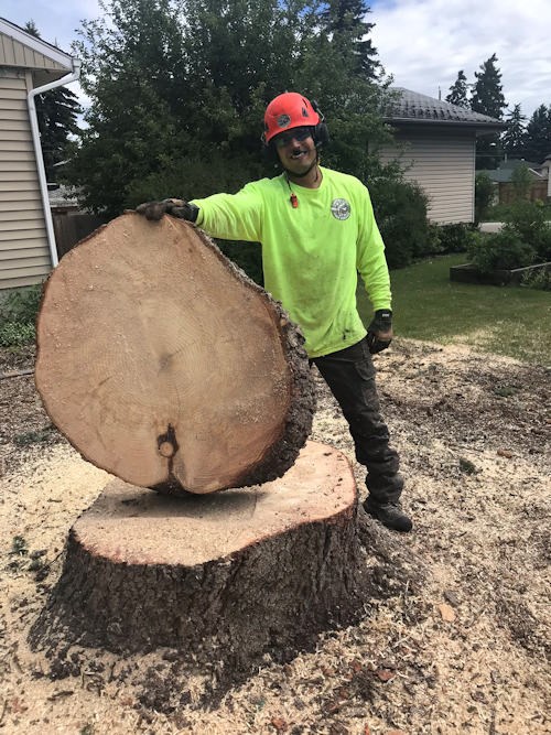 About Capital City Tree Service