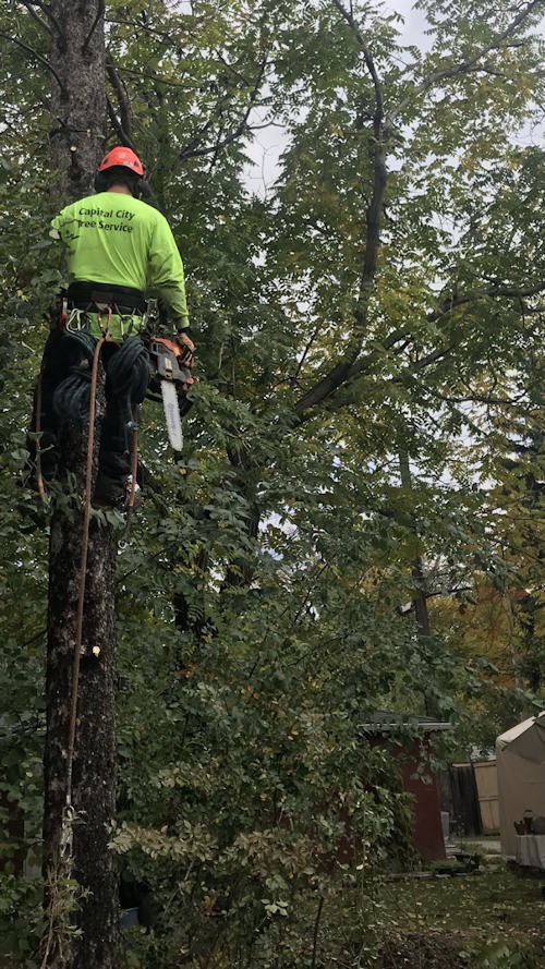 About Capital City Tree Service
