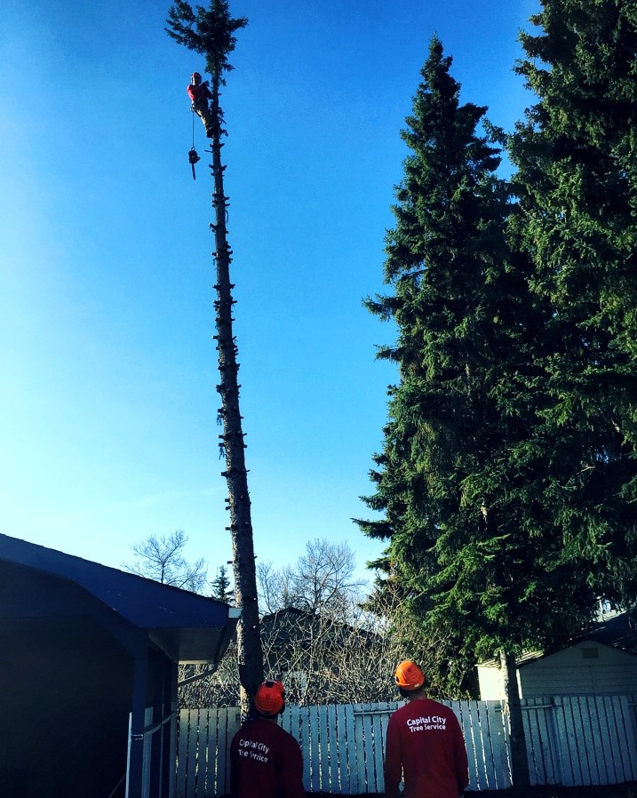 About Capital City Tree Service