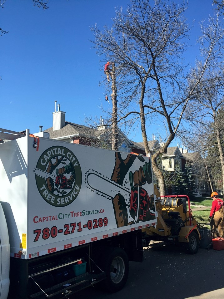 About Capital City Tree Service